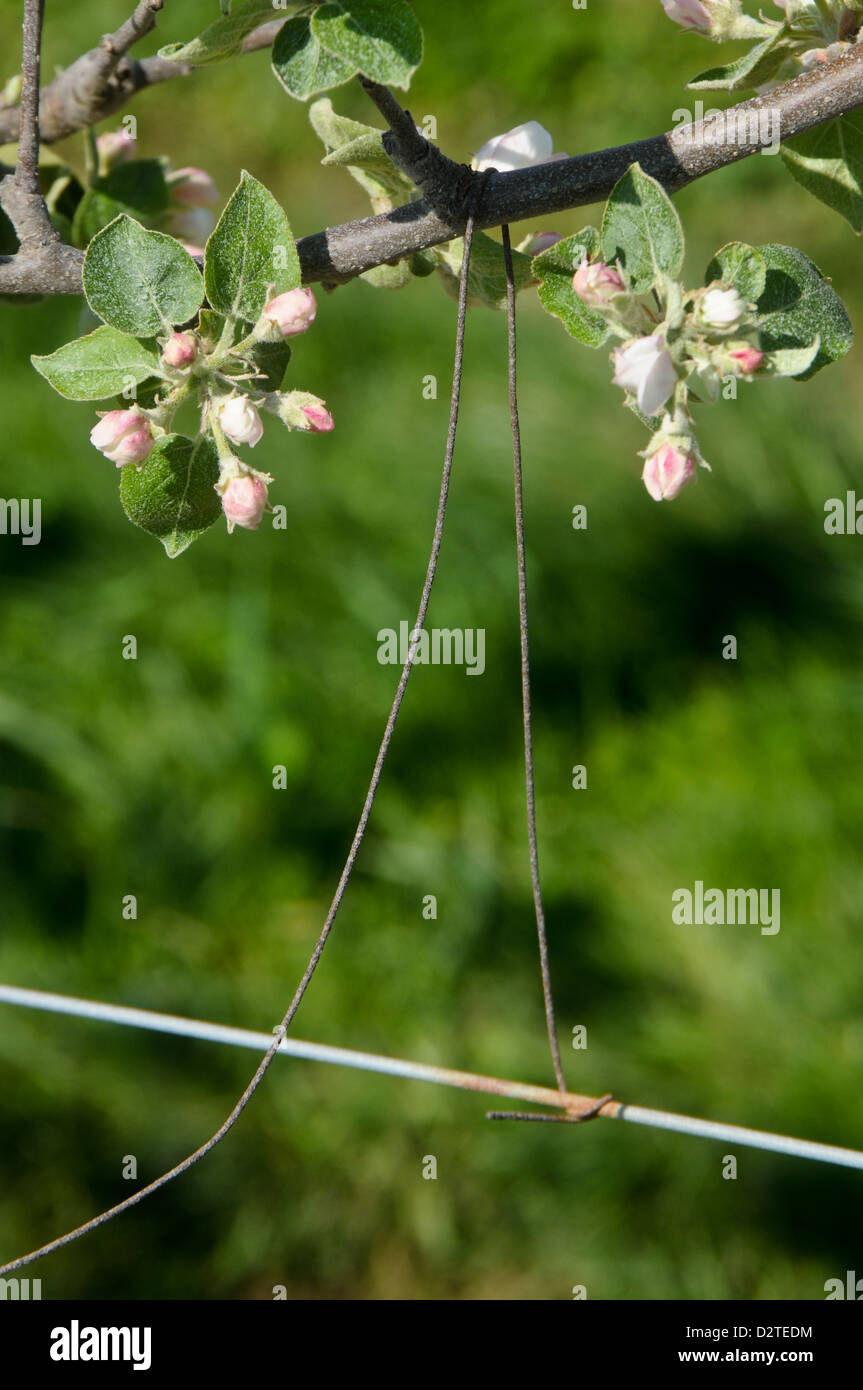 Tall spindle apple tree in hi-res stock photography and images - Alamy