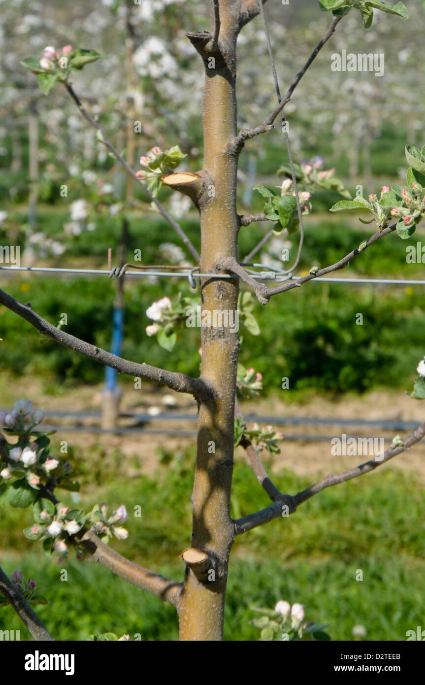 Tall spindle apple tree in hi-res stock photography and images - Alamy