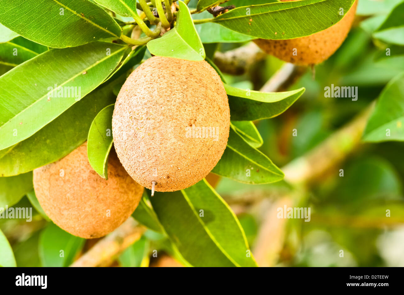 Chico Fruit High Resolution Stock Photography and Images - Alamy