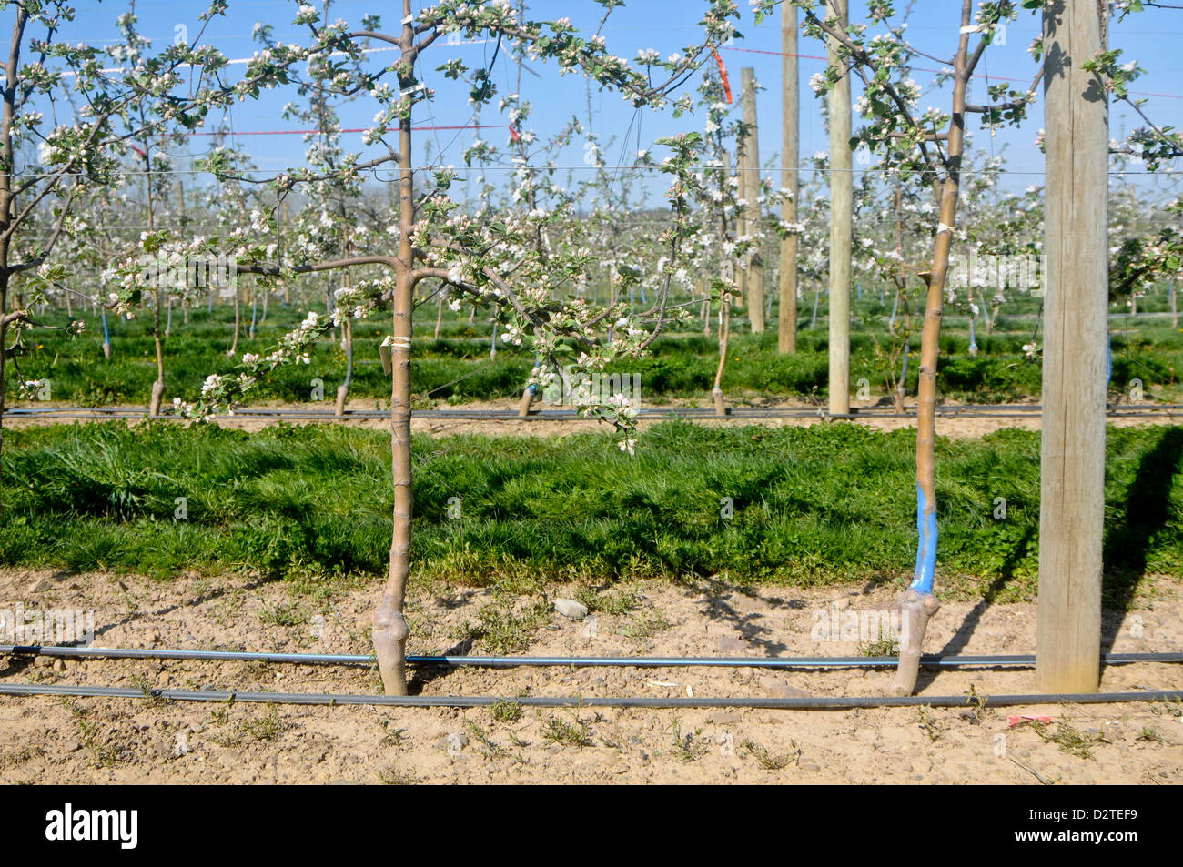 tall spindle apple tree in the spring Stock Photo - Alamy