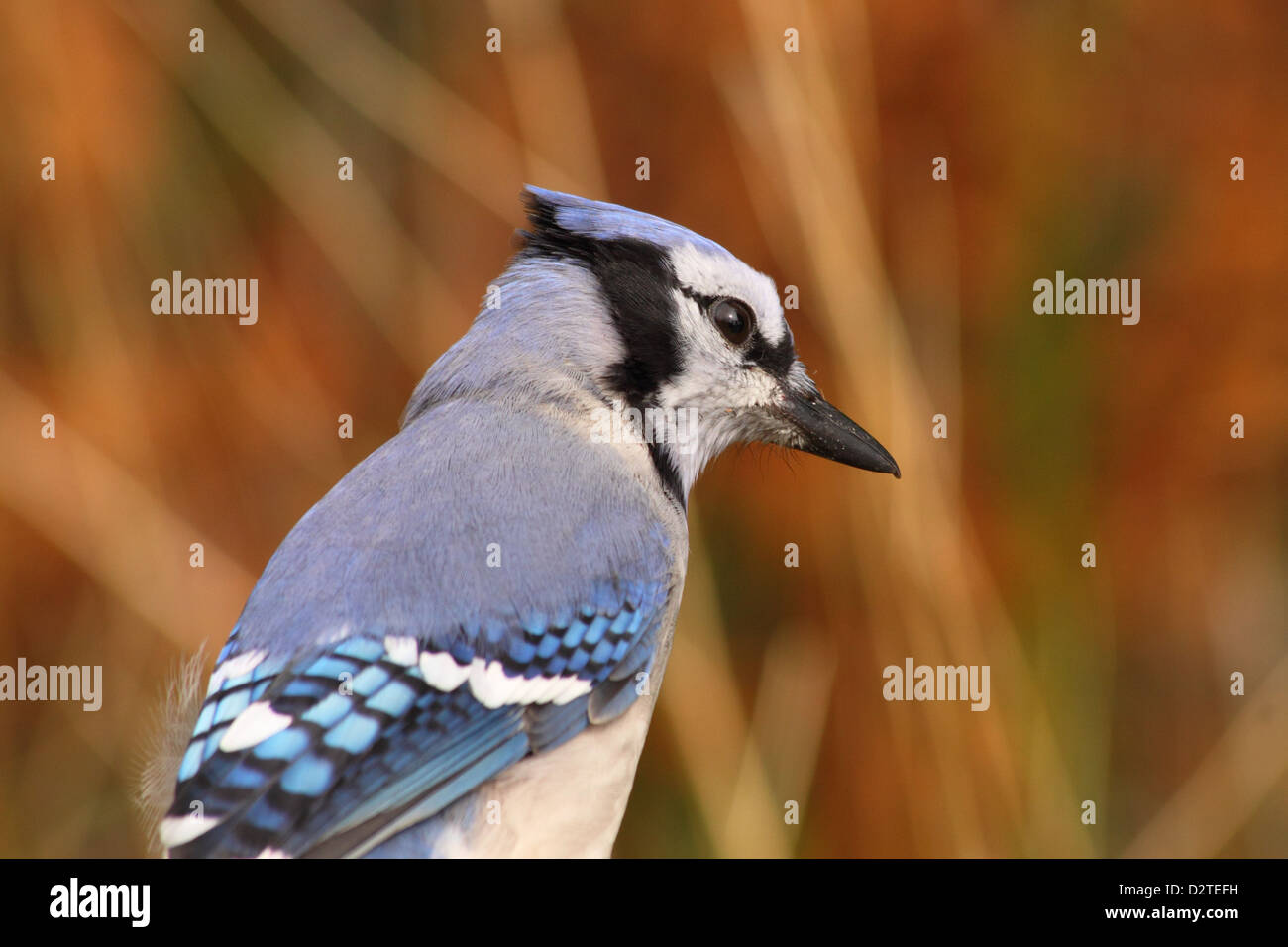 Blue Jay Closeup Stock Photo - Alamy