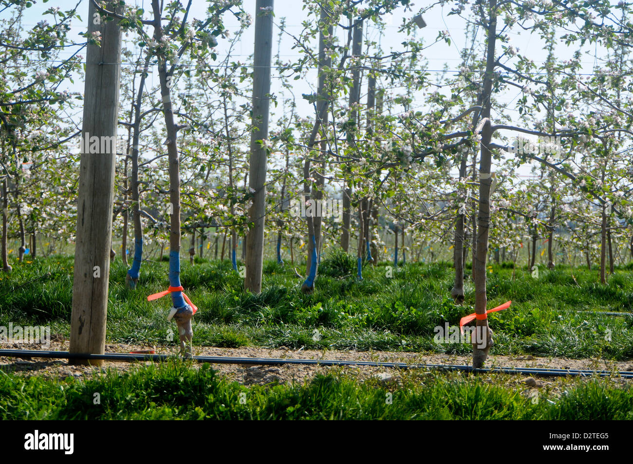 tall spindle apple tree in the spring Stock Photo - Alamy