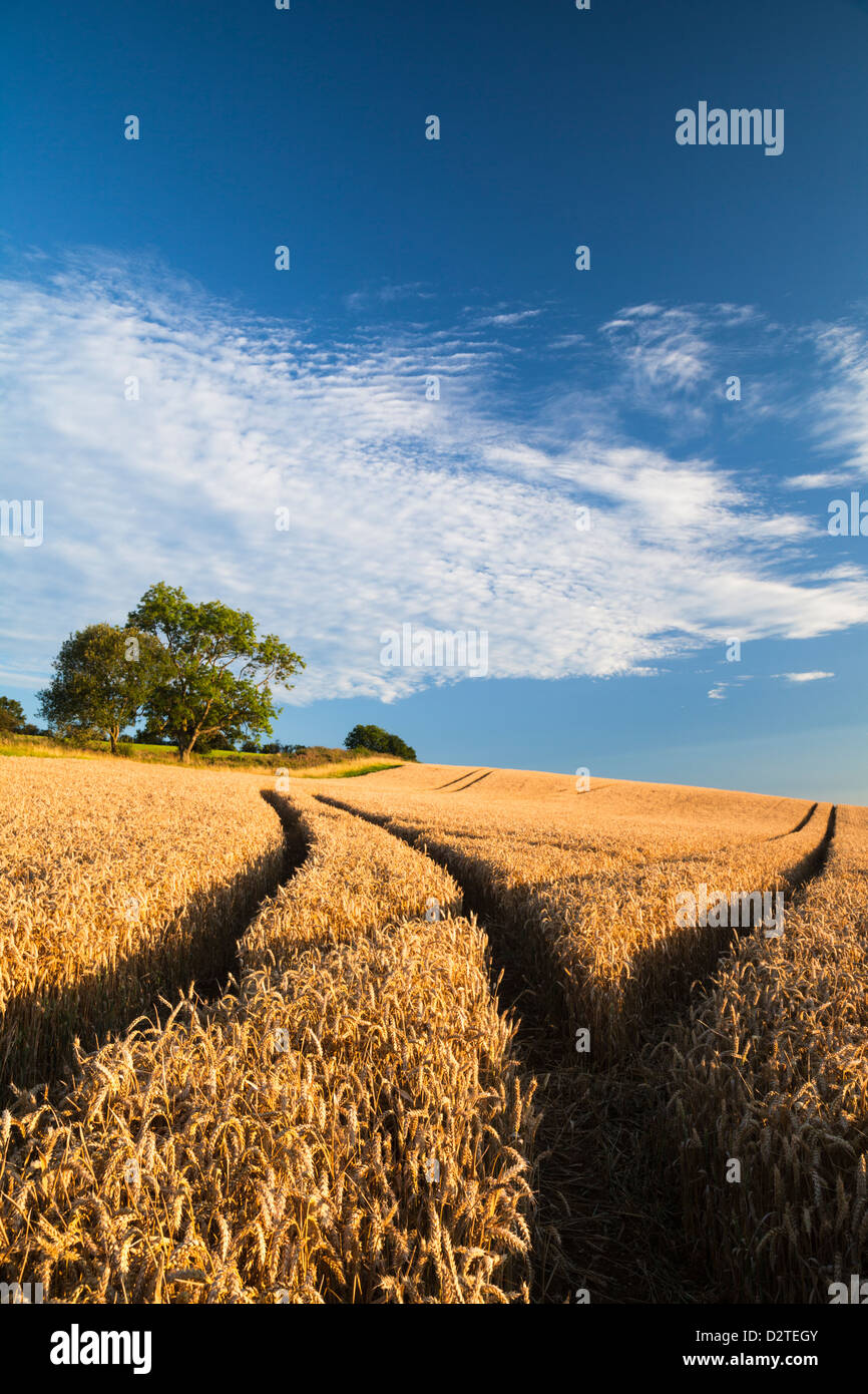 Field tram lines hi-res stock photography and images - Alamy