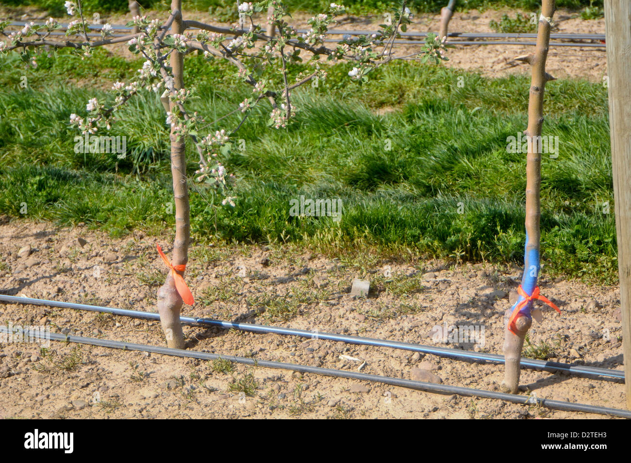 tall spindle apple tree in the spring Stock Photo - Alamy