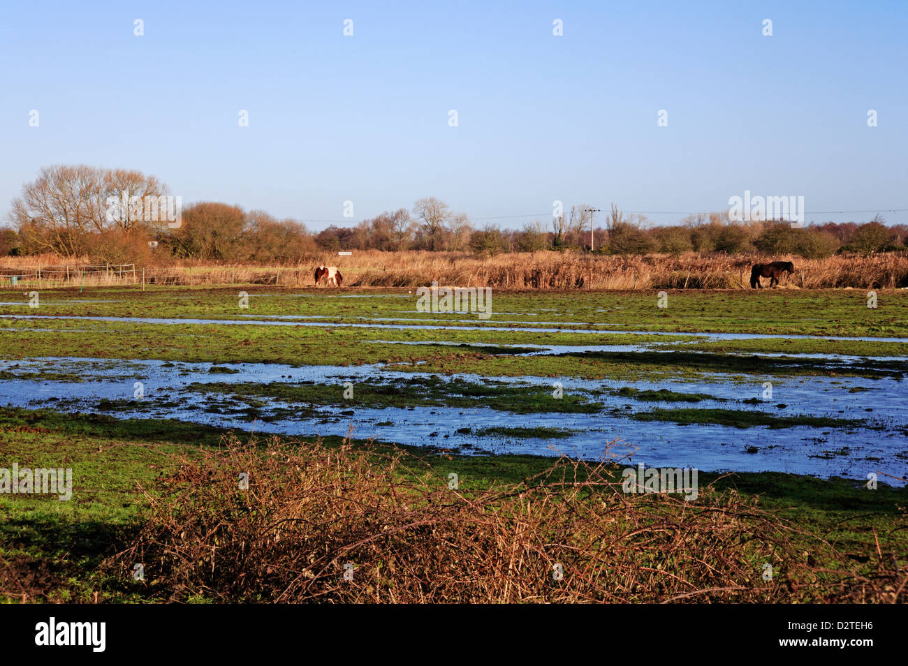 Two horses on a flooded and icy grazing marsh on the Norfolk Broads at ...