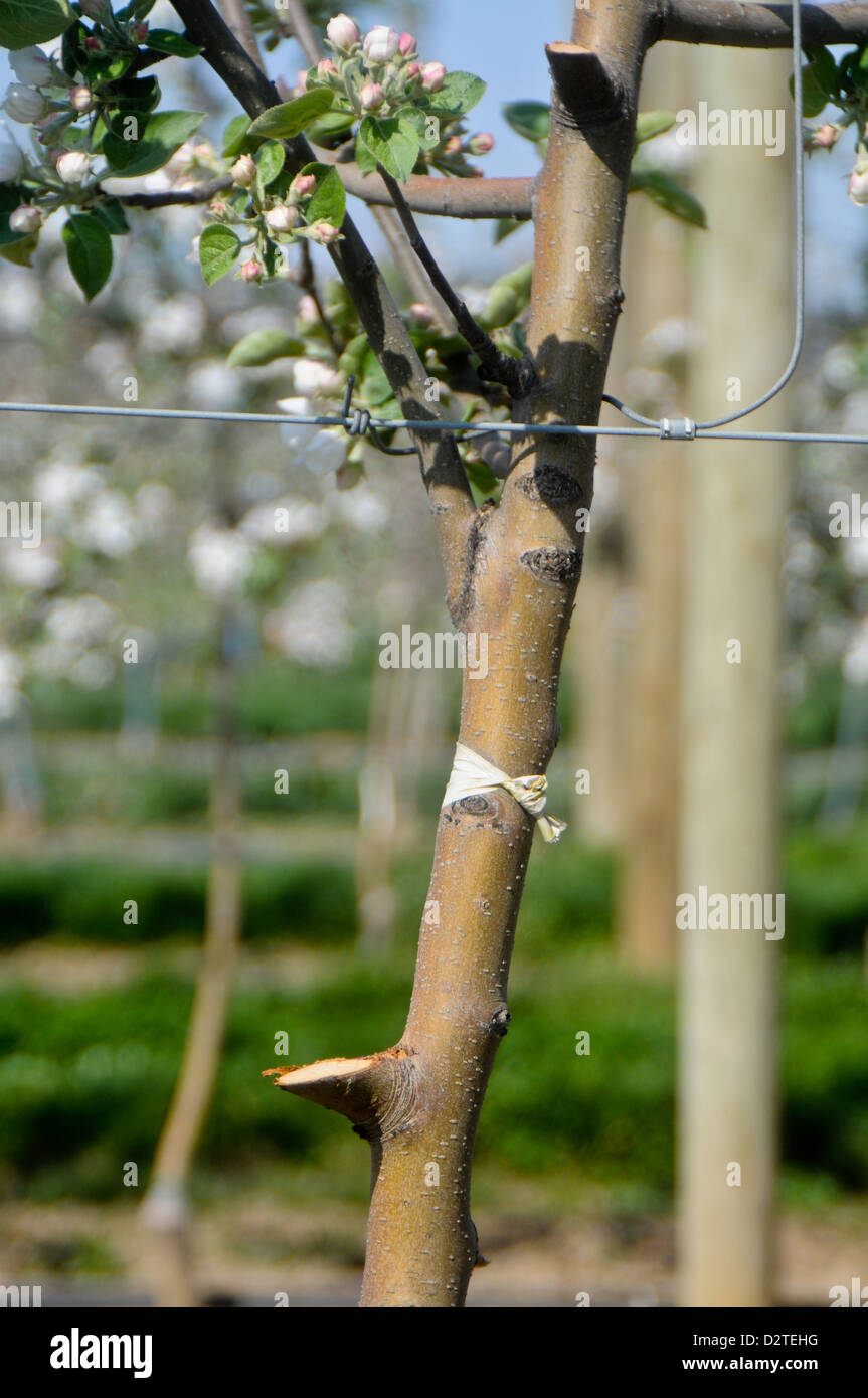 tall spindle apple tree in the spring Stock Photo - Alamy