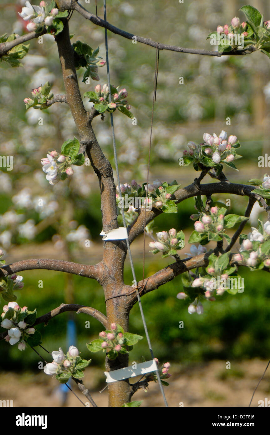 Tall spindle apple tree in hi-res stock photography and images - Alamy
