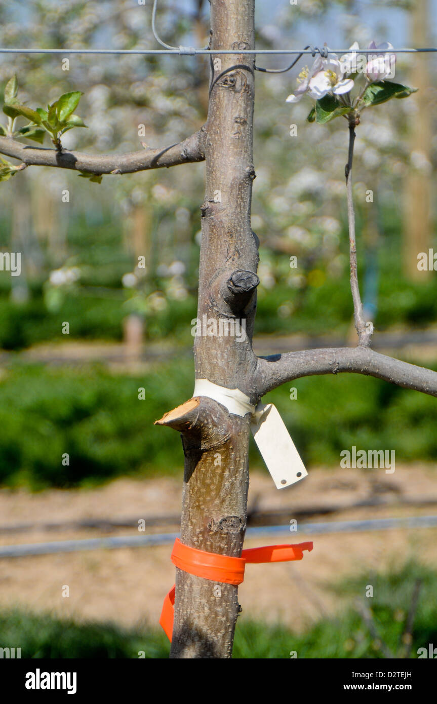Tall spindle apple tree in hi-res stock photography and images - Alamy