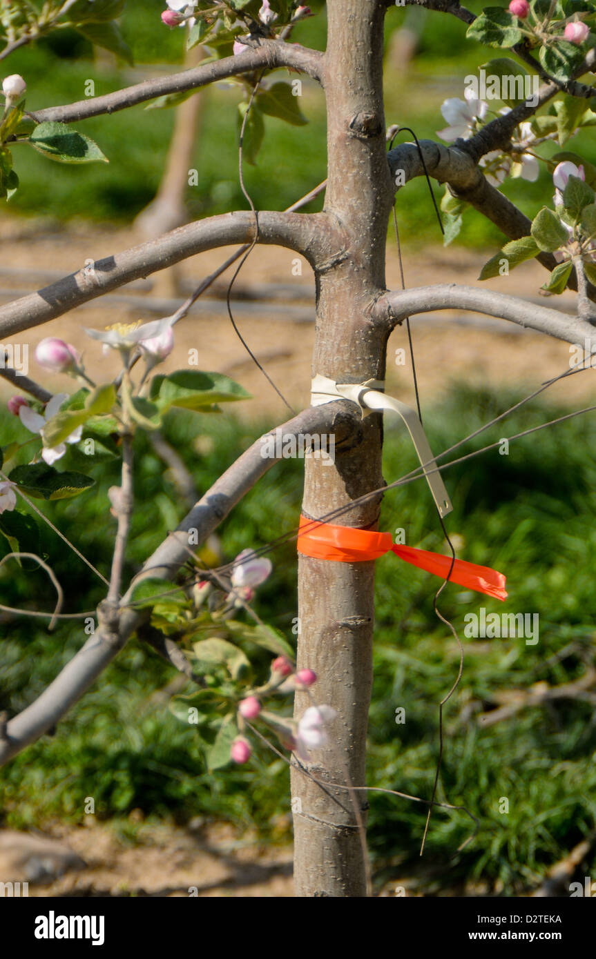 Tall spindle apple tree in hi-res stock photography and images - Alamy