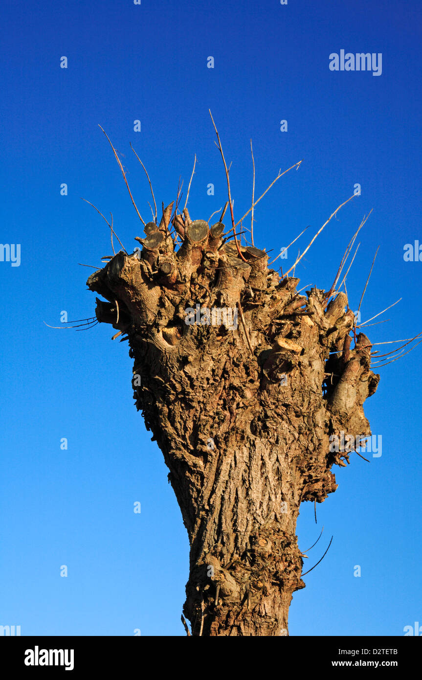 White willow bark hi-res stock photography and images - Alamy