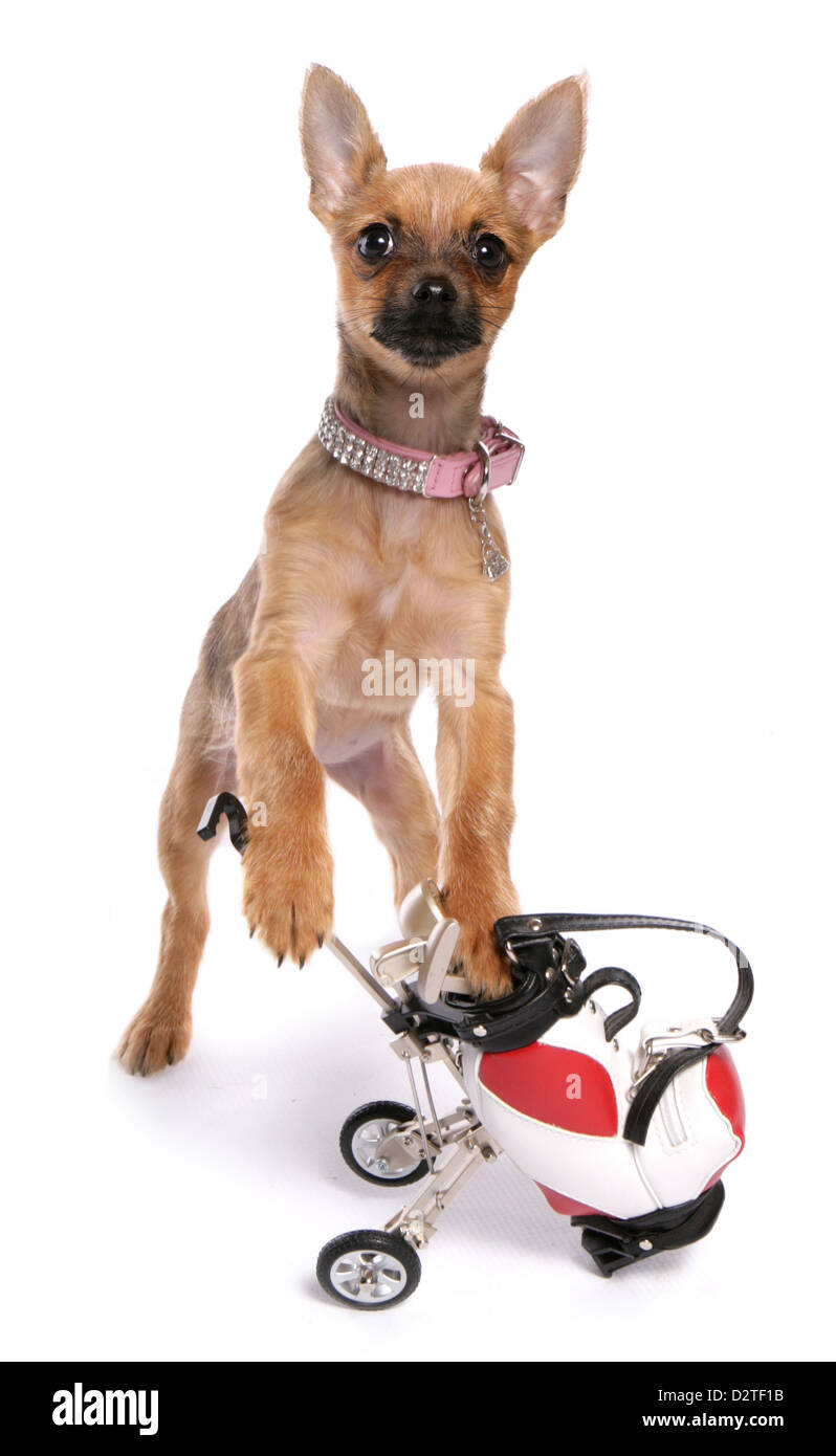 Dog with golf clubs Stock Photo - Alamy
