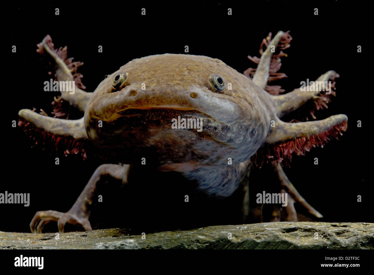 Axolotl ("water monster") or Mexican salamander (Ambystoma mexicanum ...