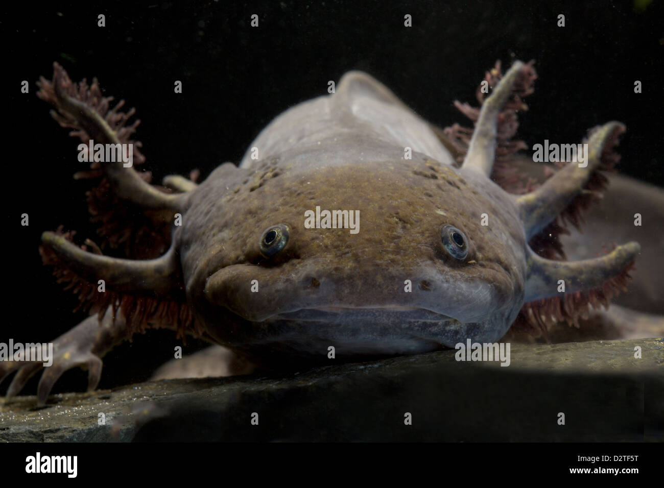 Axolotl ("water monster") or Mexican salamander (Ambystoma mexicanum ...
