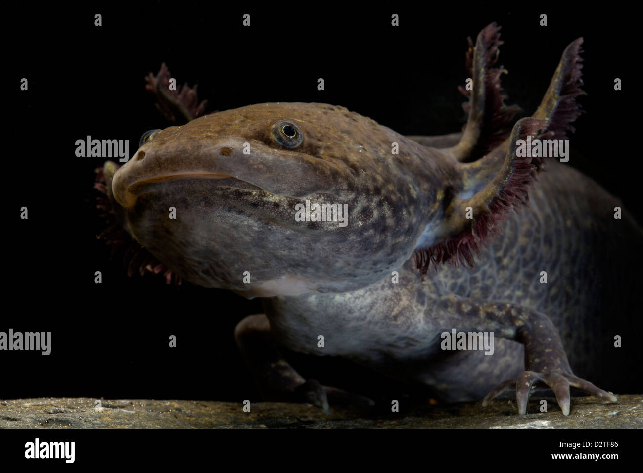 Axolotl ("water monster") or Mexican salamander (Ambystoma mexicanum ...