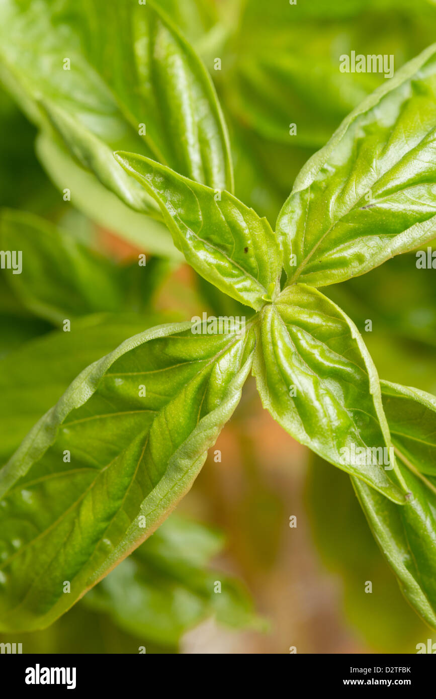 Basil leaves Stock Photo - Alamy