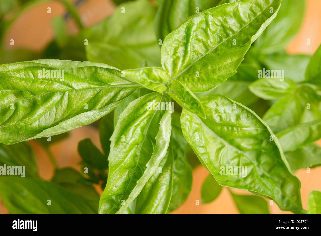 Basil leaves Stock Photo - Alamy