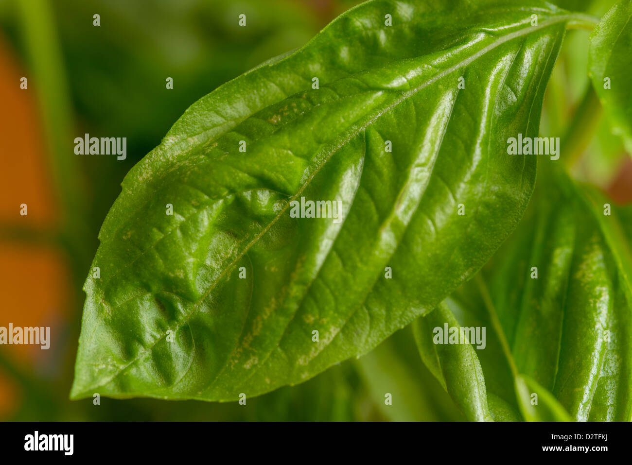 Basil leaves Stock Photo - Alamy