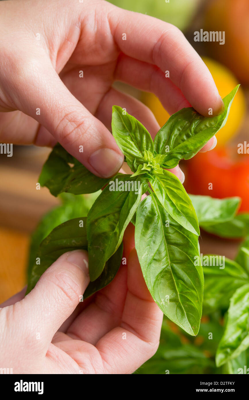 Basil leaves Stock Photo - Alamy