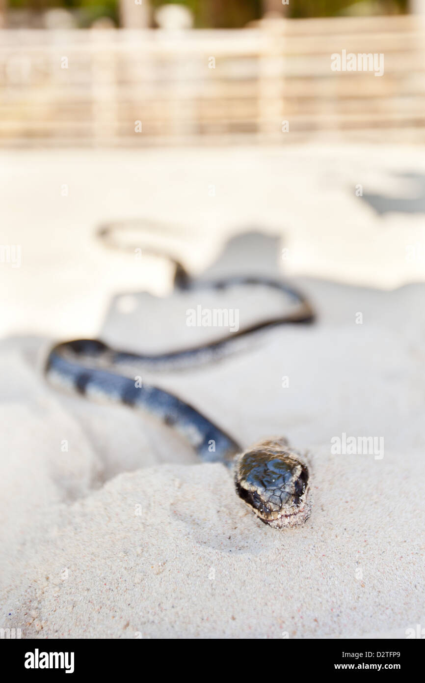 Seasnake on tropical beach Stock Photo - Alamy