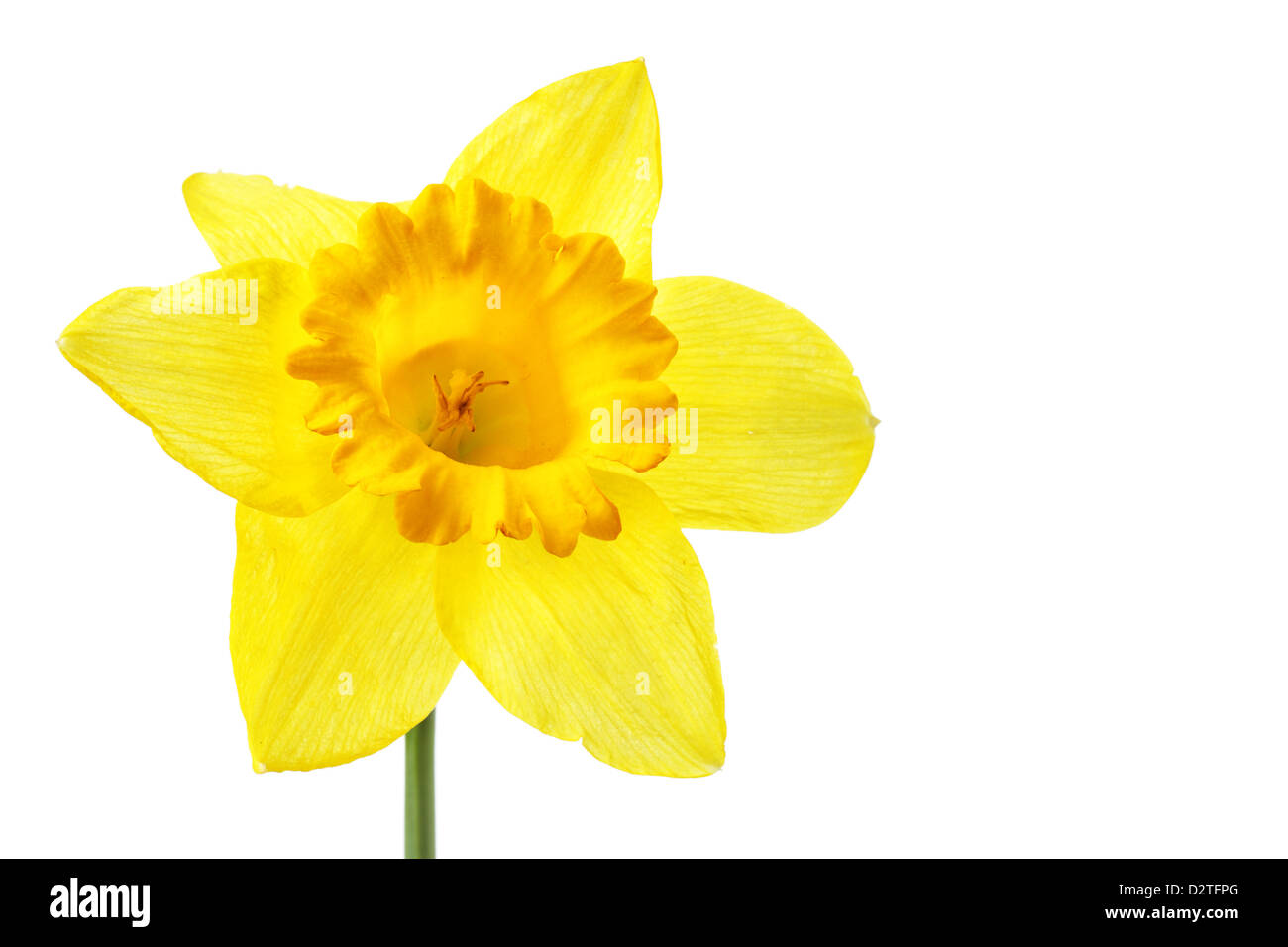 Single daffodil flower hi-res stock photography and images - Alamy