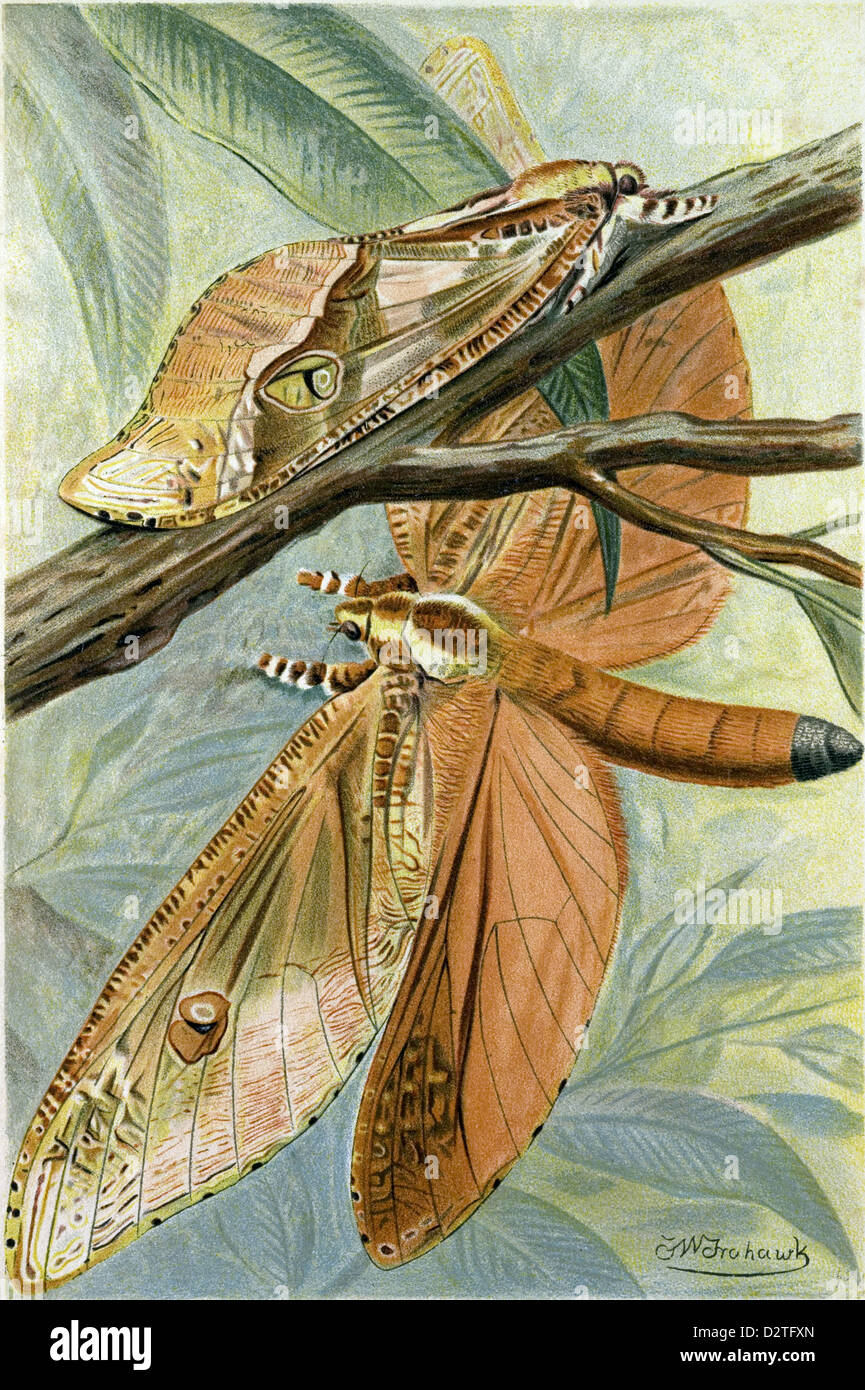 Giant swift moth hi-res stock photography and images - Alamy