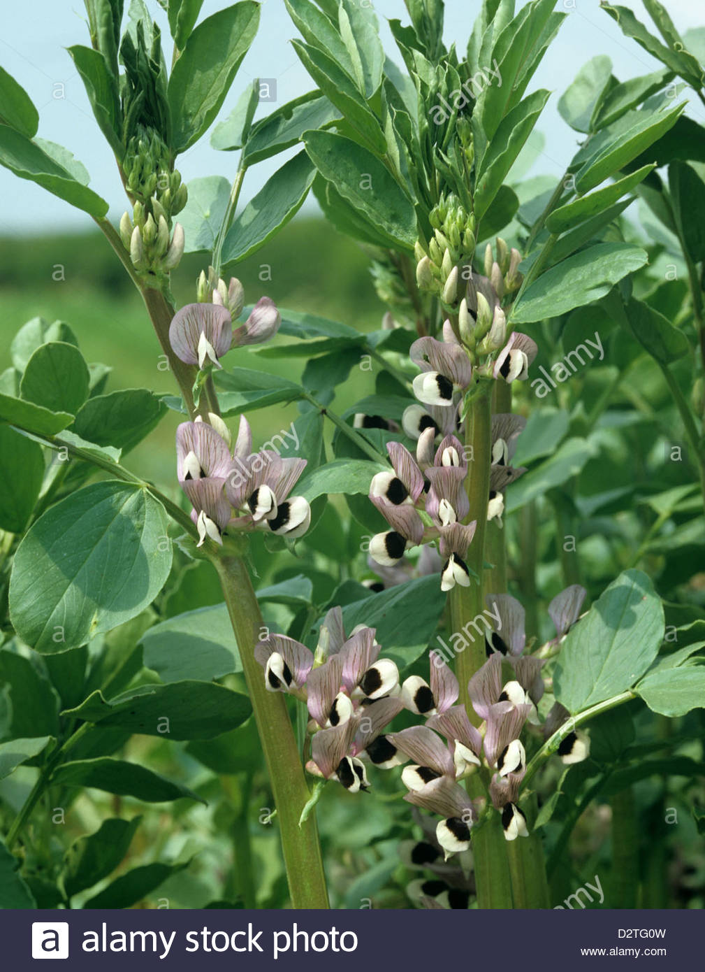 Fava Bean Plant Stock Photos & Fava Bean Plant Stock Images - Alamy