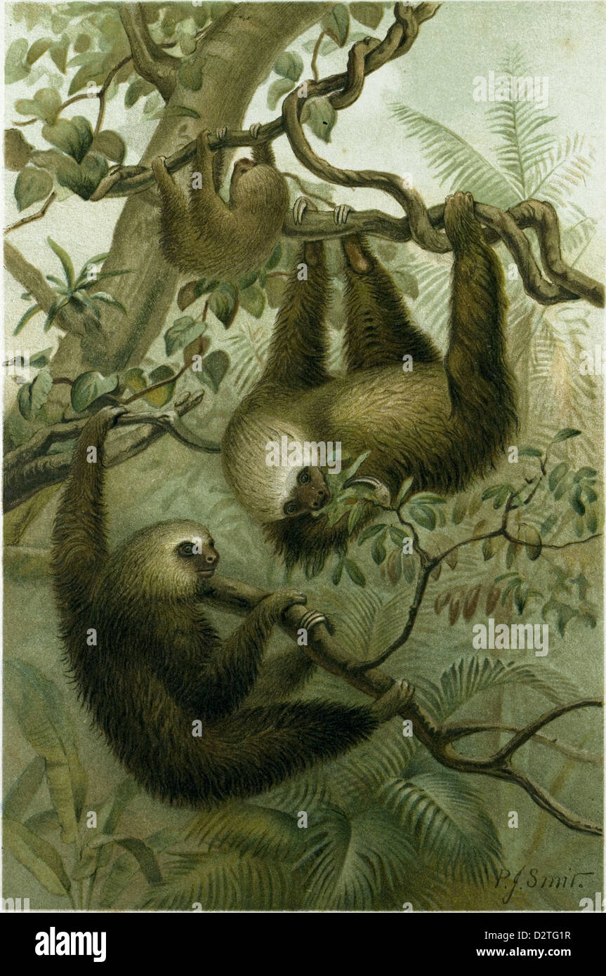 THE TWO-TOED SLOTH Stock Photo - Alamy
