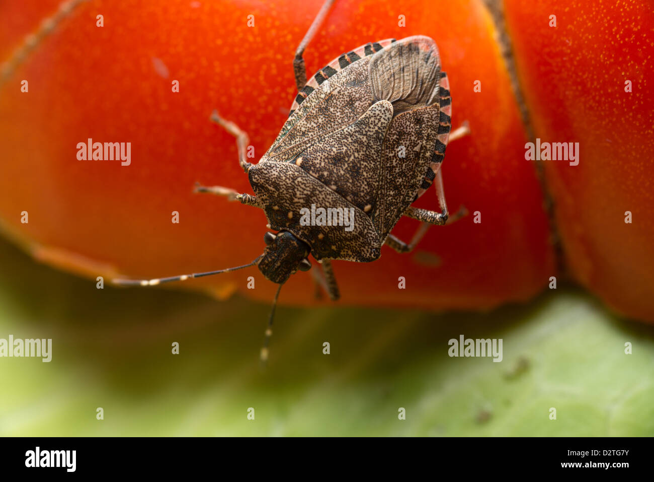 Brown Tomato Bug