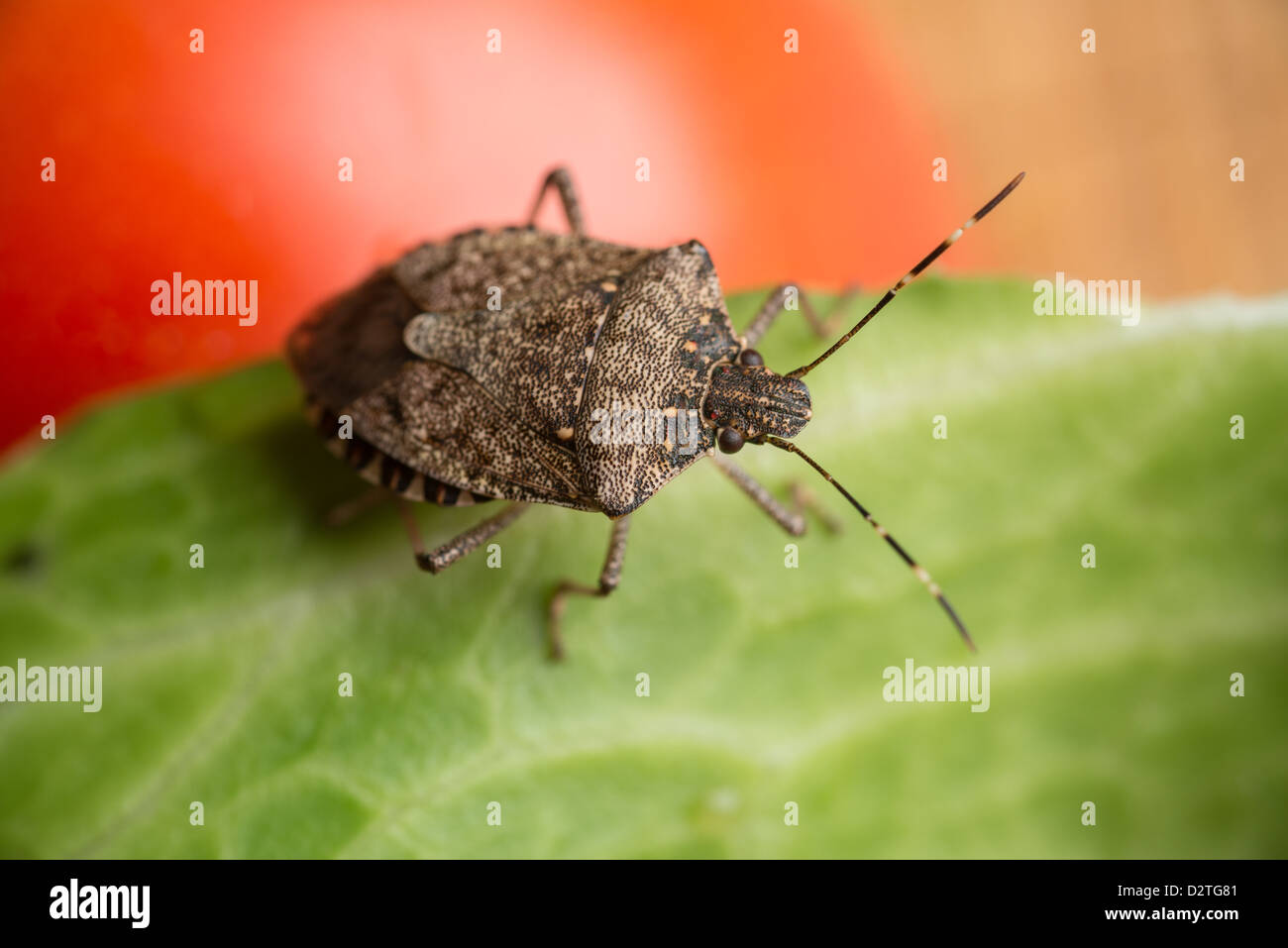 Brown Tomato Bug