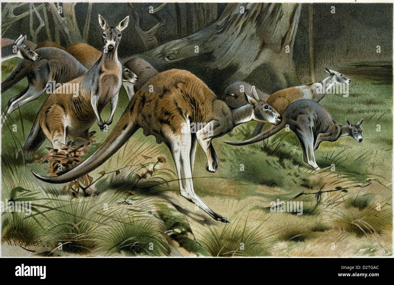 THE RED KANGAROO Stock Photo - Alamy