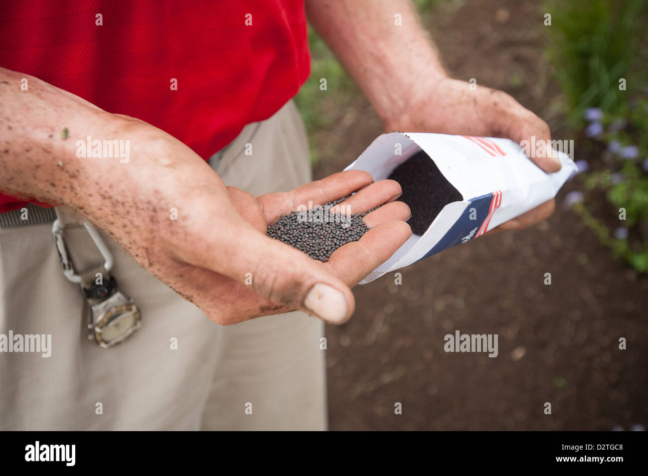 Farmers handful of plant seeds Stock Photo - Alamy