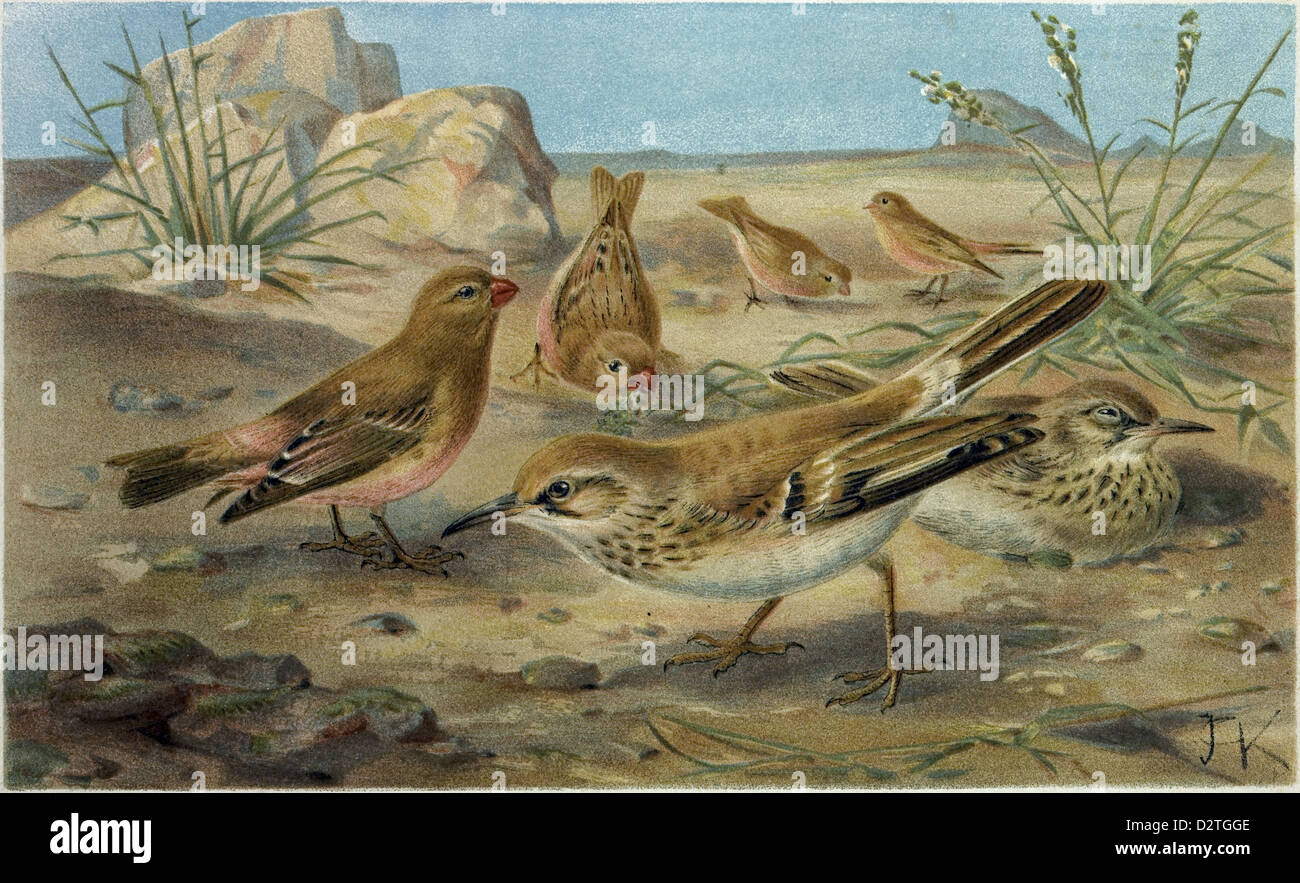 Lark finch hi-res stock photography and images - Alamy