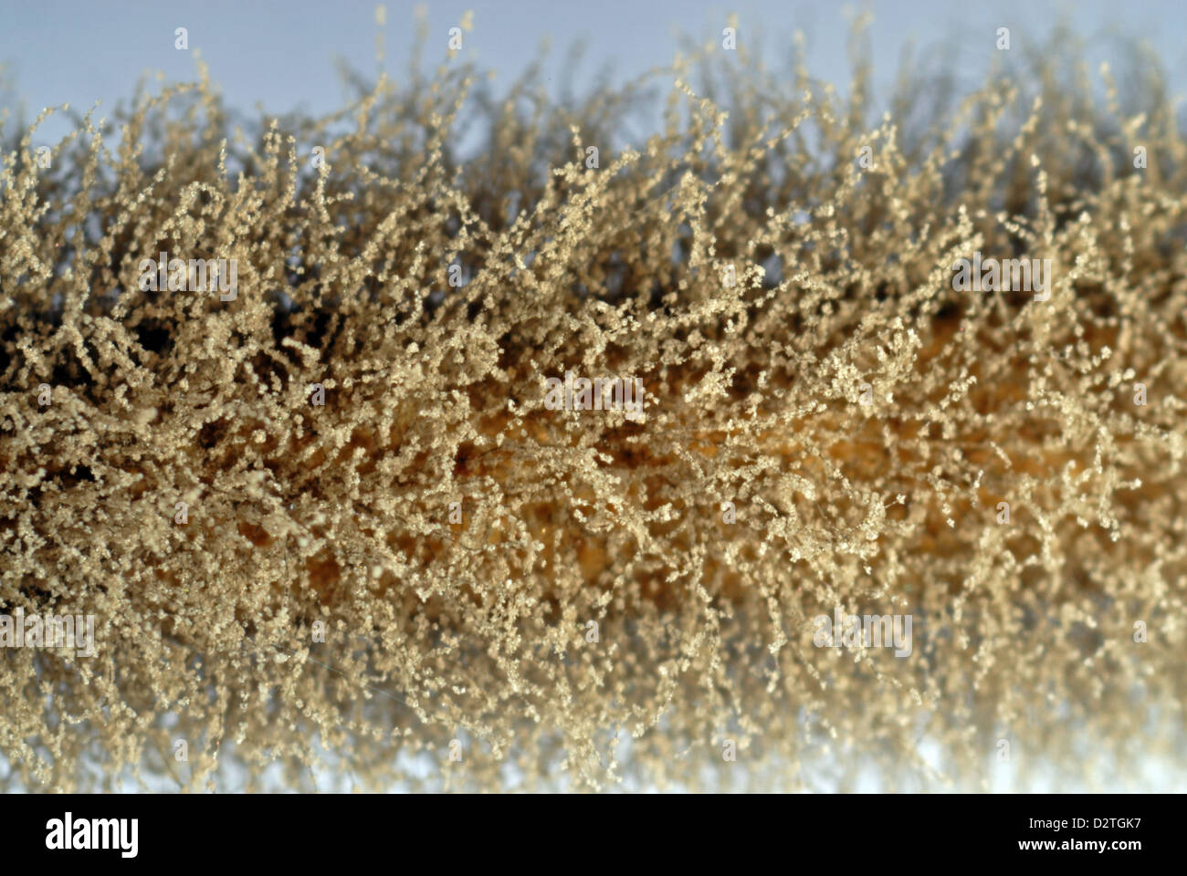 Grey mould (Gray mold), Botrytis cinerea, mycelium on Pelargonium stem ...