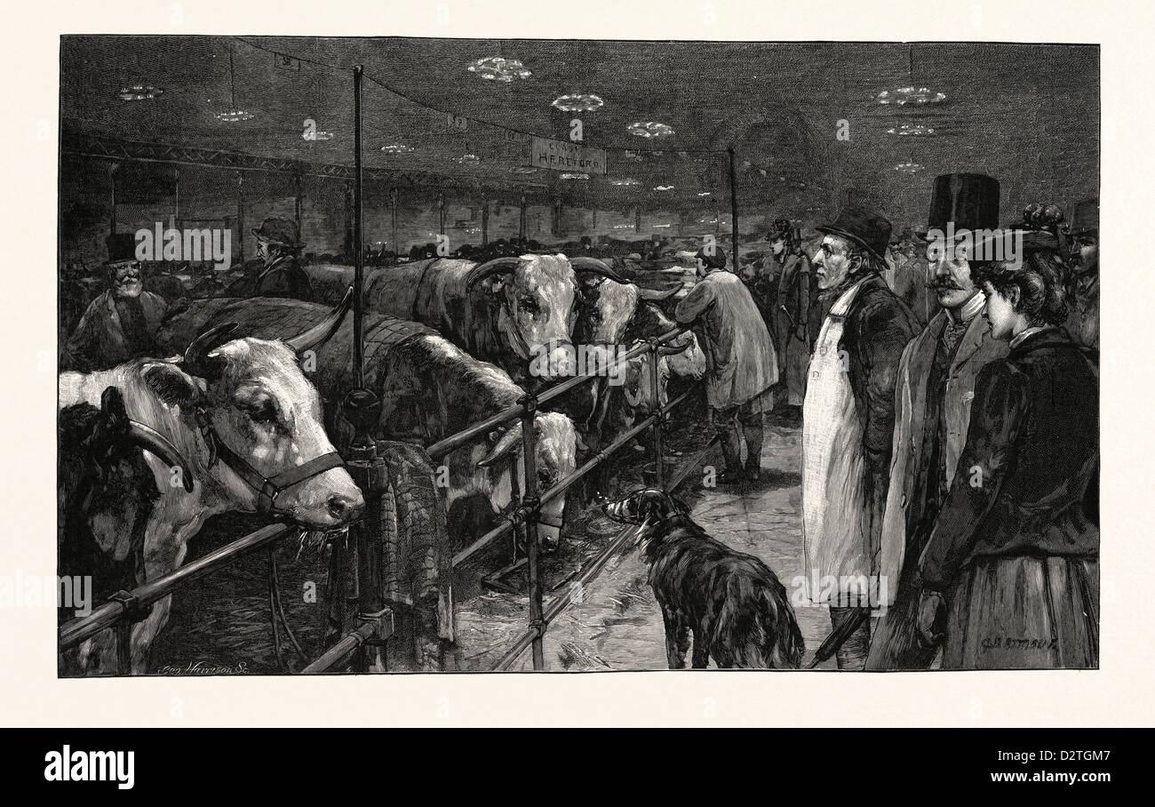 Cattle show agricultural hall hi-res stock photography and images - Alamy