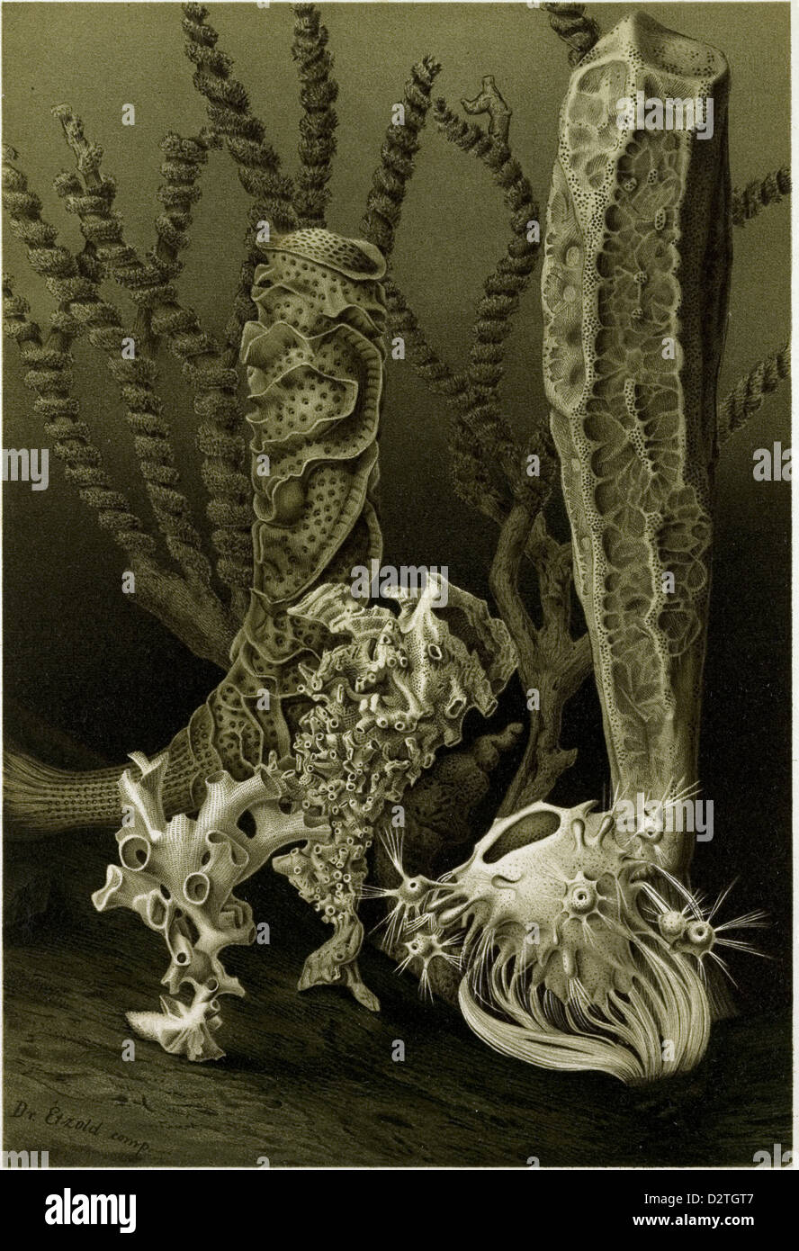 Glass sponges hi-res stock photography and images - Alamy