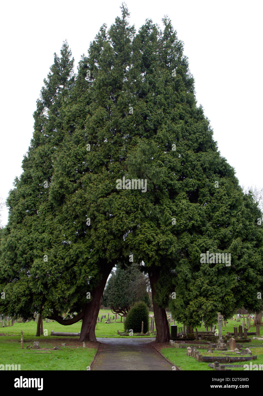 Two conifer trees forming archway Stock Photo - Alamy