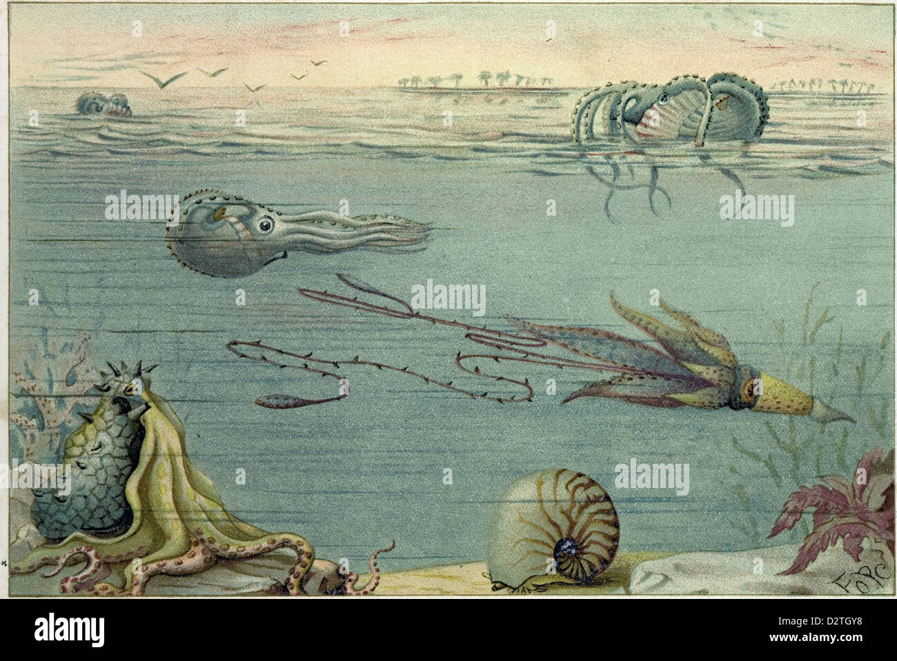 Cephalopoda hi-res stock photography and images - Alamy