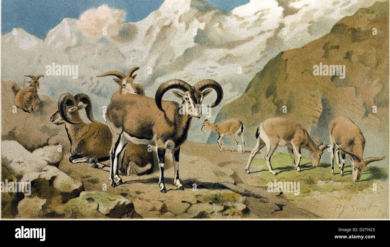 Bharal hi-res stock photography and images - Alamy