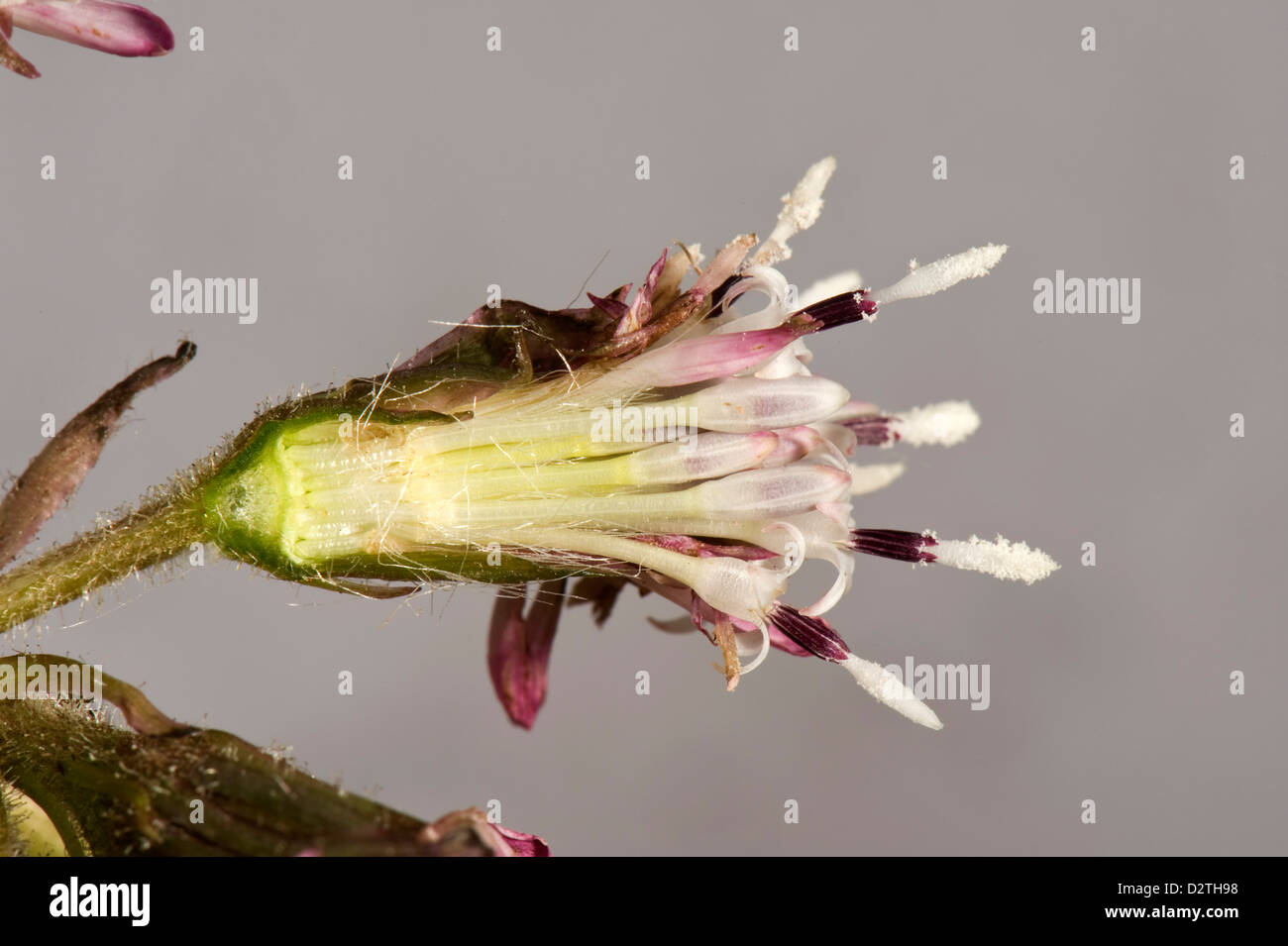 Section of a flower of common butterbur, Petasites hybridus, shows the ...