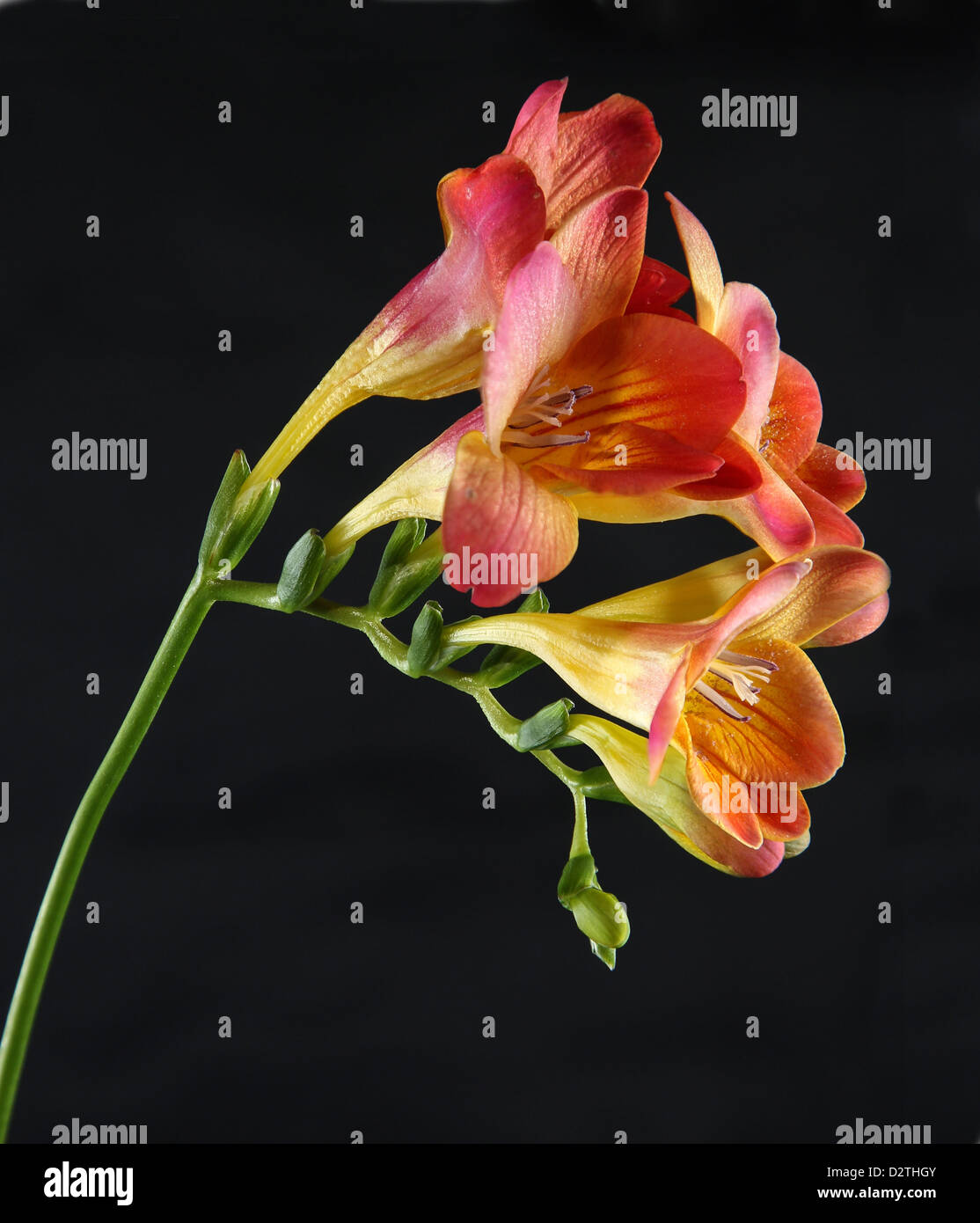 Orange freesia hi-res stock photography and images - Alamy