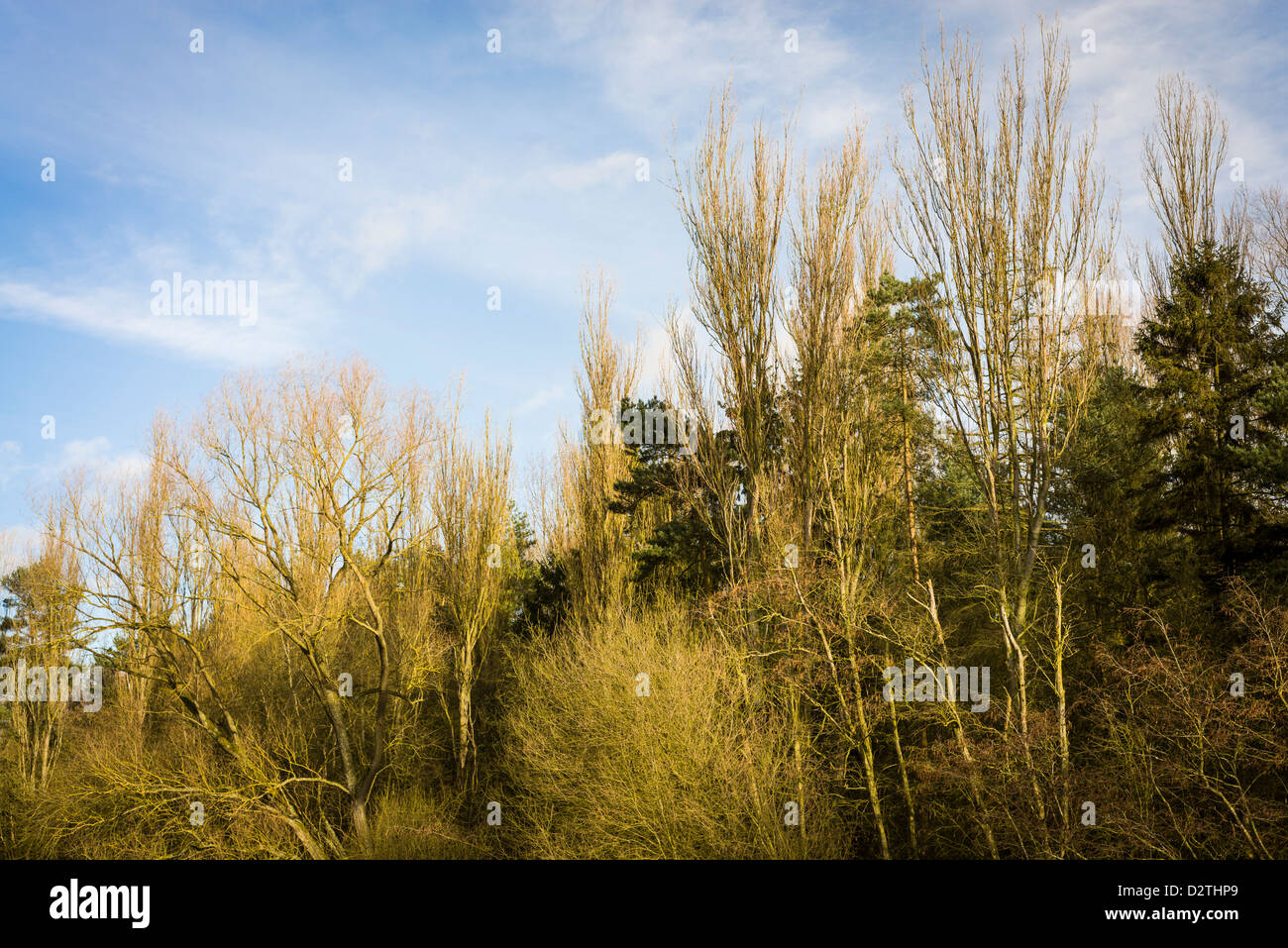 Various trees in Ufton Fields Nature Reserve, Warwickshire, England, UK ...