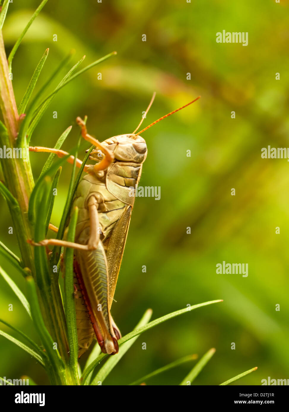 grasshopper resting on a plant Stock Photo - Alamy