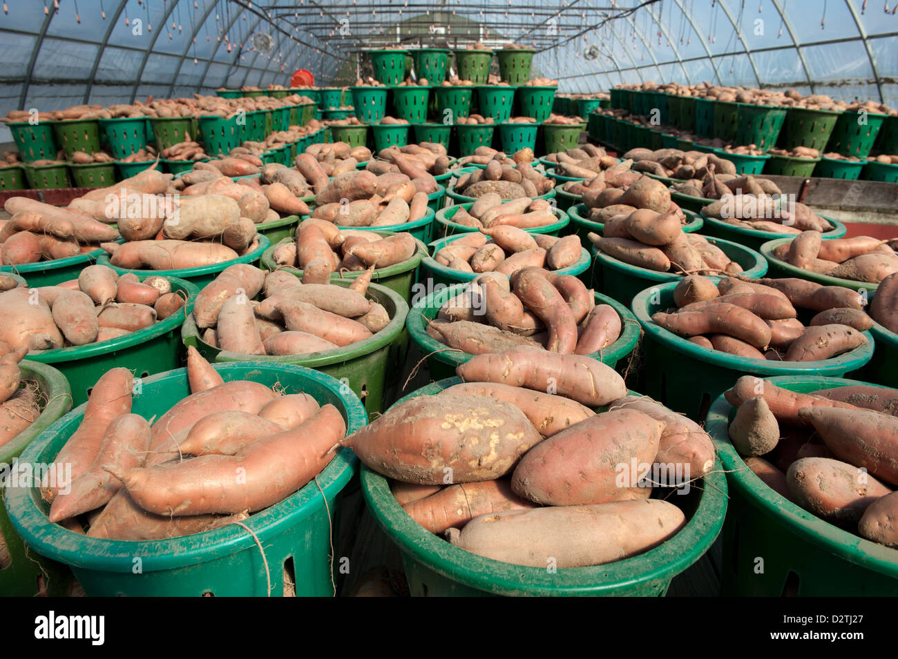 Fresh fruit vegetables yams hi-res stock photography and images - Alamy