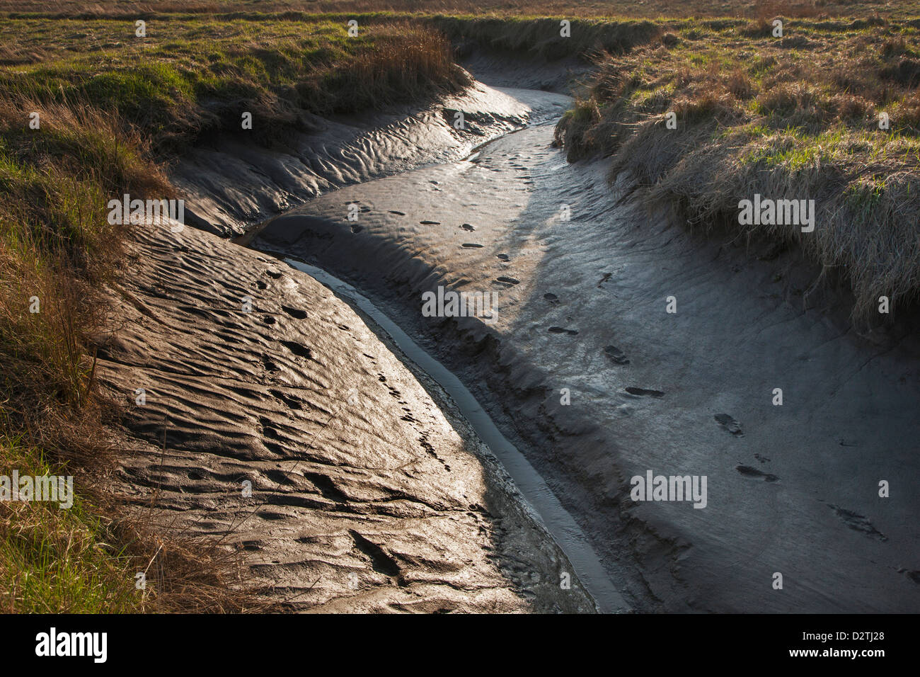 Tidal mudflat at salt marsh in the Verdronken Land van Saeftinghe ...