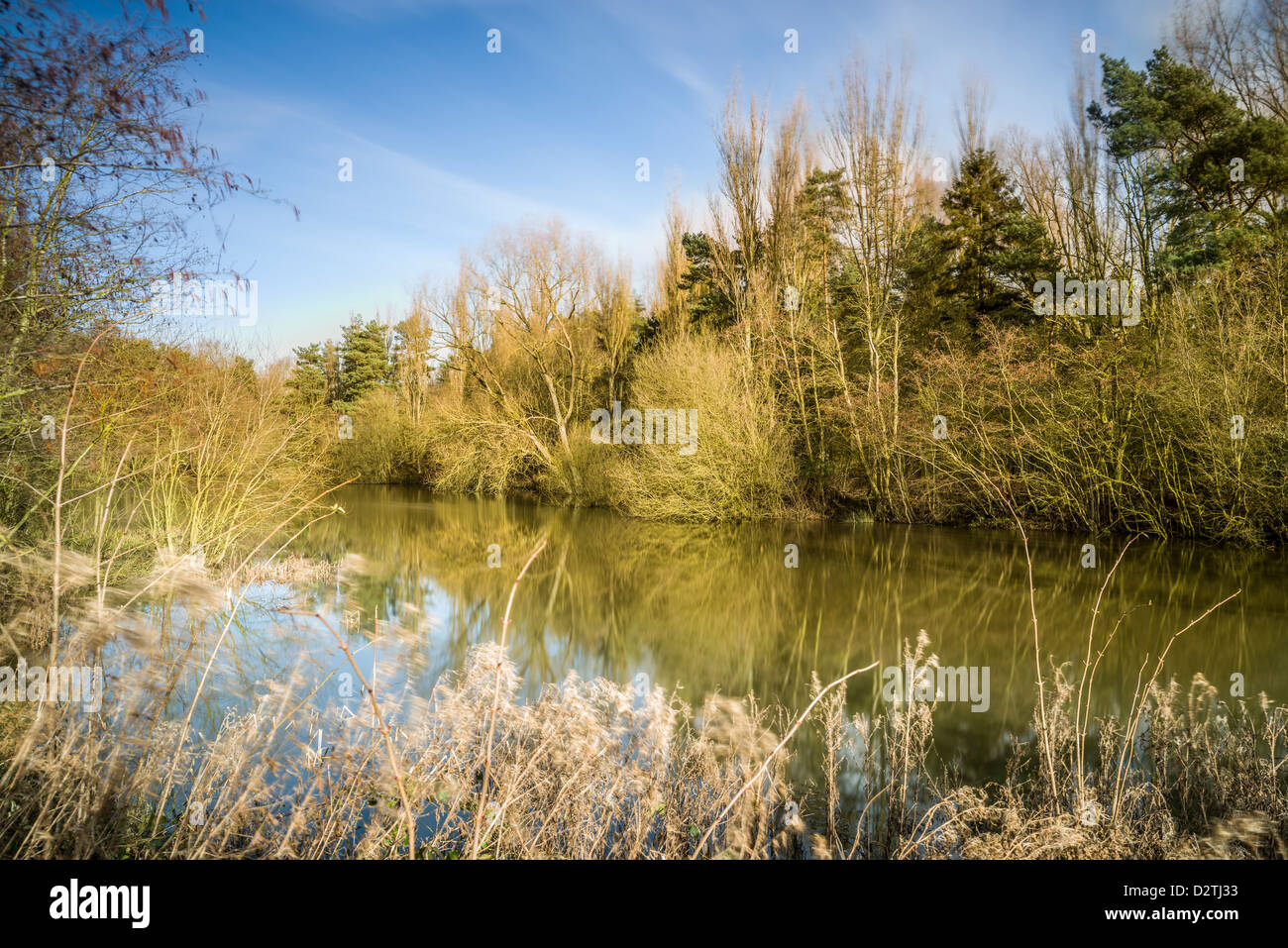 Alder Pool at Ufton Fields Nature Reserve in winter, Warwickshire ...
