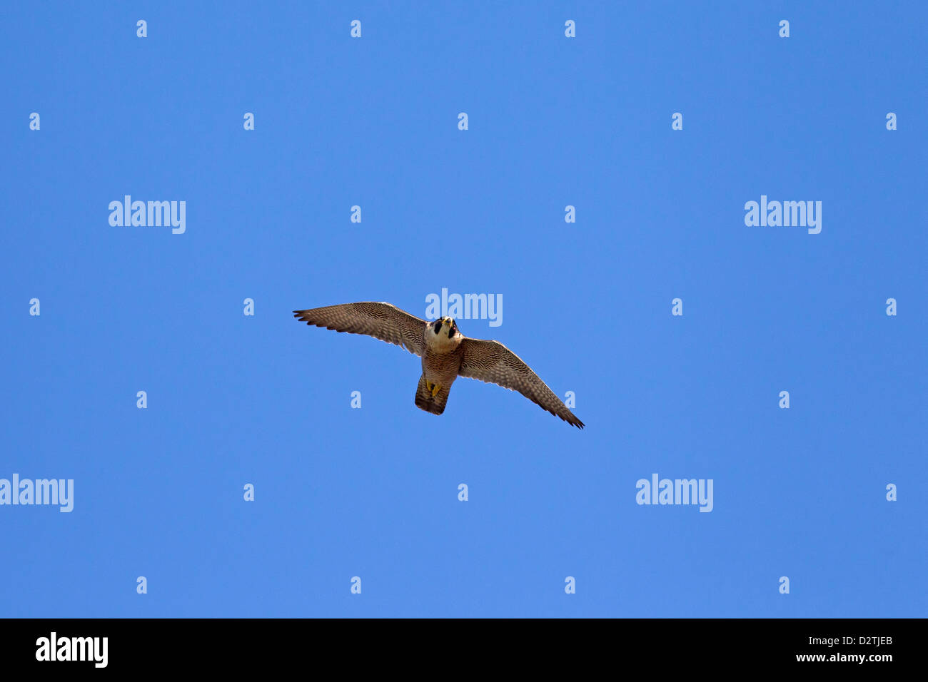 Flying peregrine falcon hi-res stock photography and images - Alamy