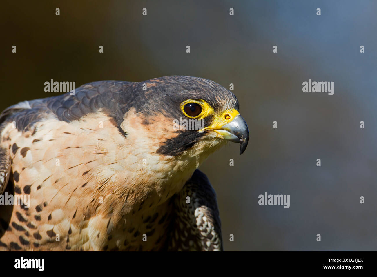 Peregrine falcon uk hi-res stock photography and images - Alamy