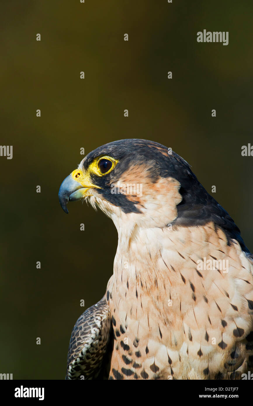 Peregrine Falcon (Falco peregrinus) close up portrait Stock Photo - Alamy