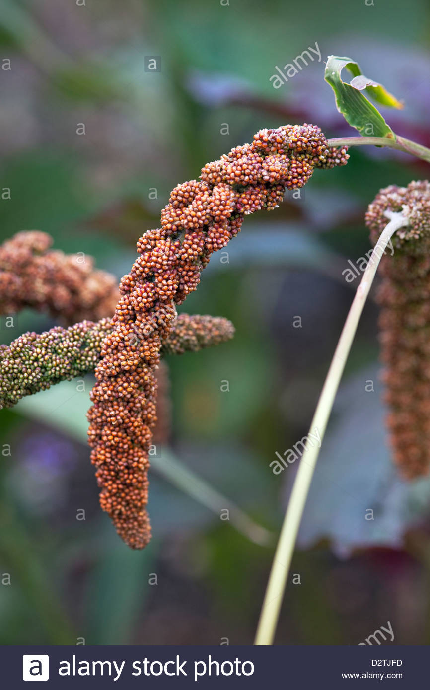 Setaria Italica Stock Photos & Setaria Italica Stock Images - Alamy