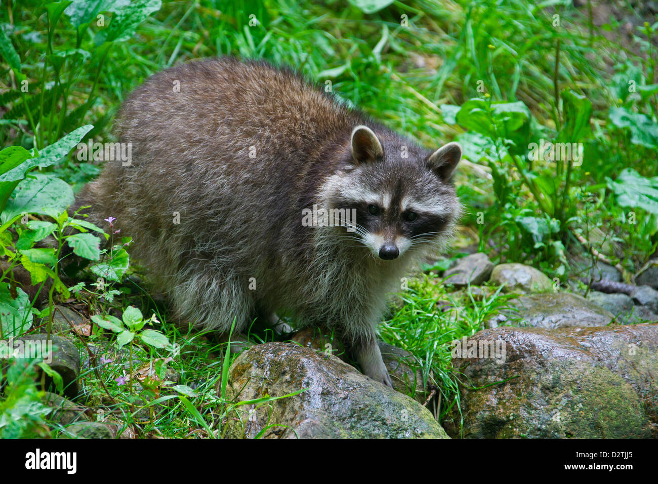North American raccoon / Northern racoon (Procyon lotor), native to ...